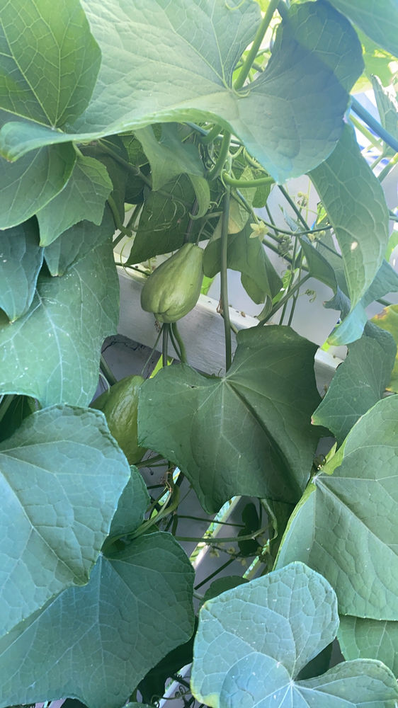 CHOKO 101: a must for the FAILSAFE diet