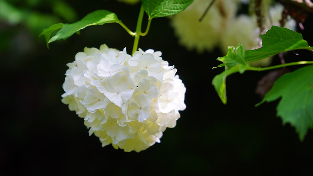 G is for Guelder Rose