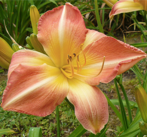 Prima Ballerina | Summergarden