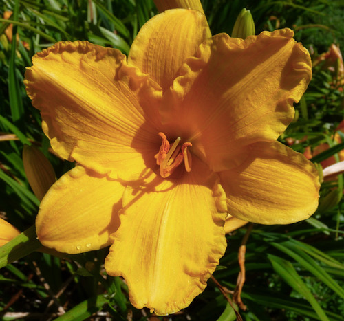 Golden Frills | Summergarden