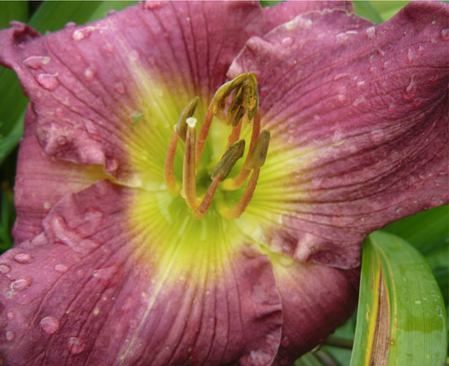 Making Whoopee | Summergarden