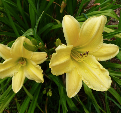 Amazing Grace | Summergarden