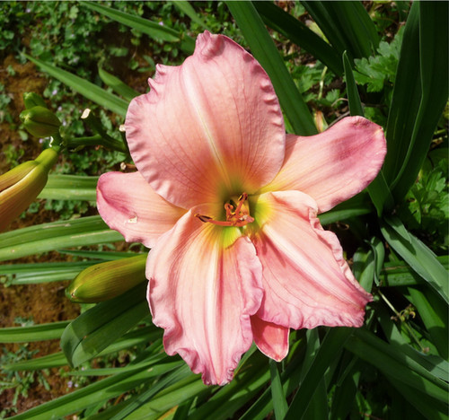 Rose Swan | Summergarden