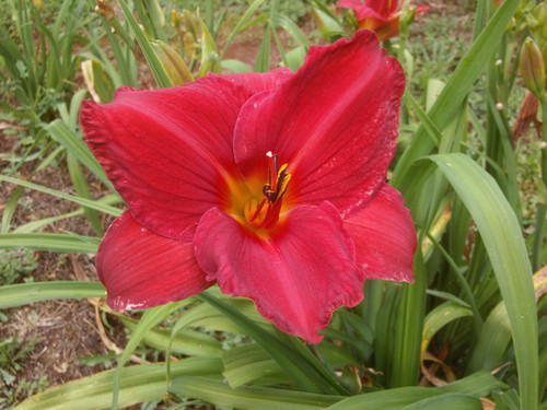 Jacob | Summergarden