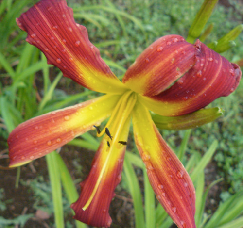 Red Ribbons | Summergarden