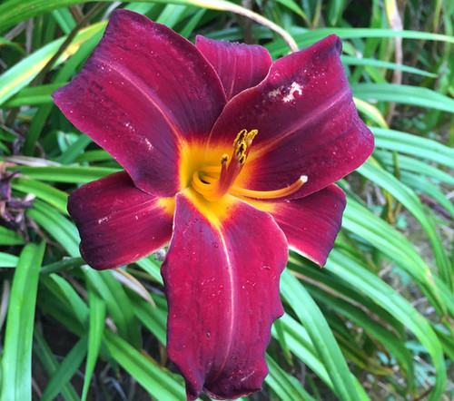 Root Beer | Summergarden