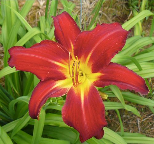 Spider Man | Summergarden