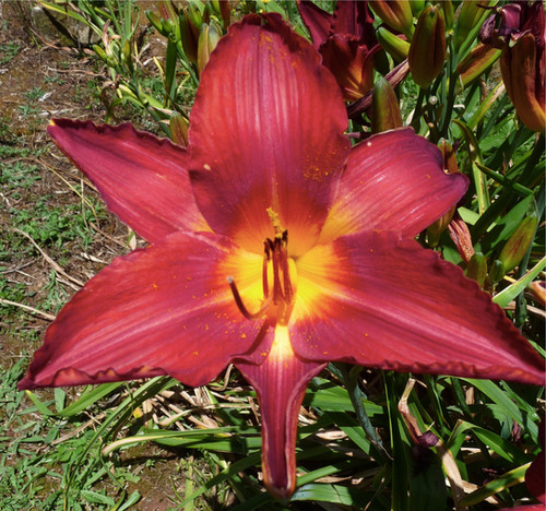 Riley Baron | Summergarden