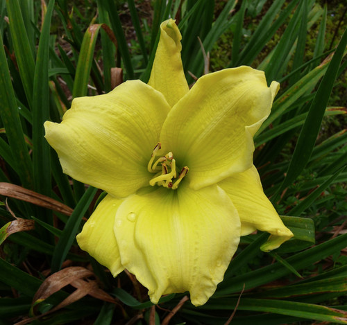 Lottie Louise | Summergarden