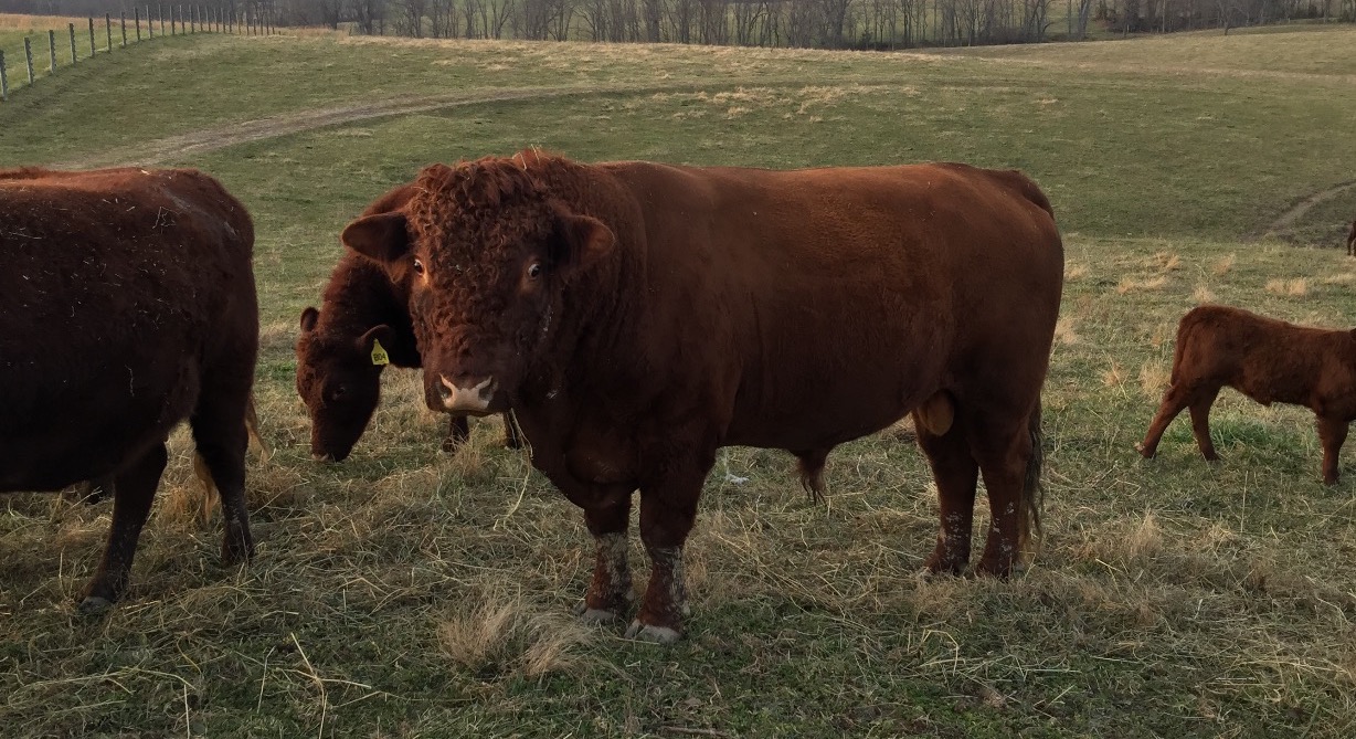 Red Devon Cattle