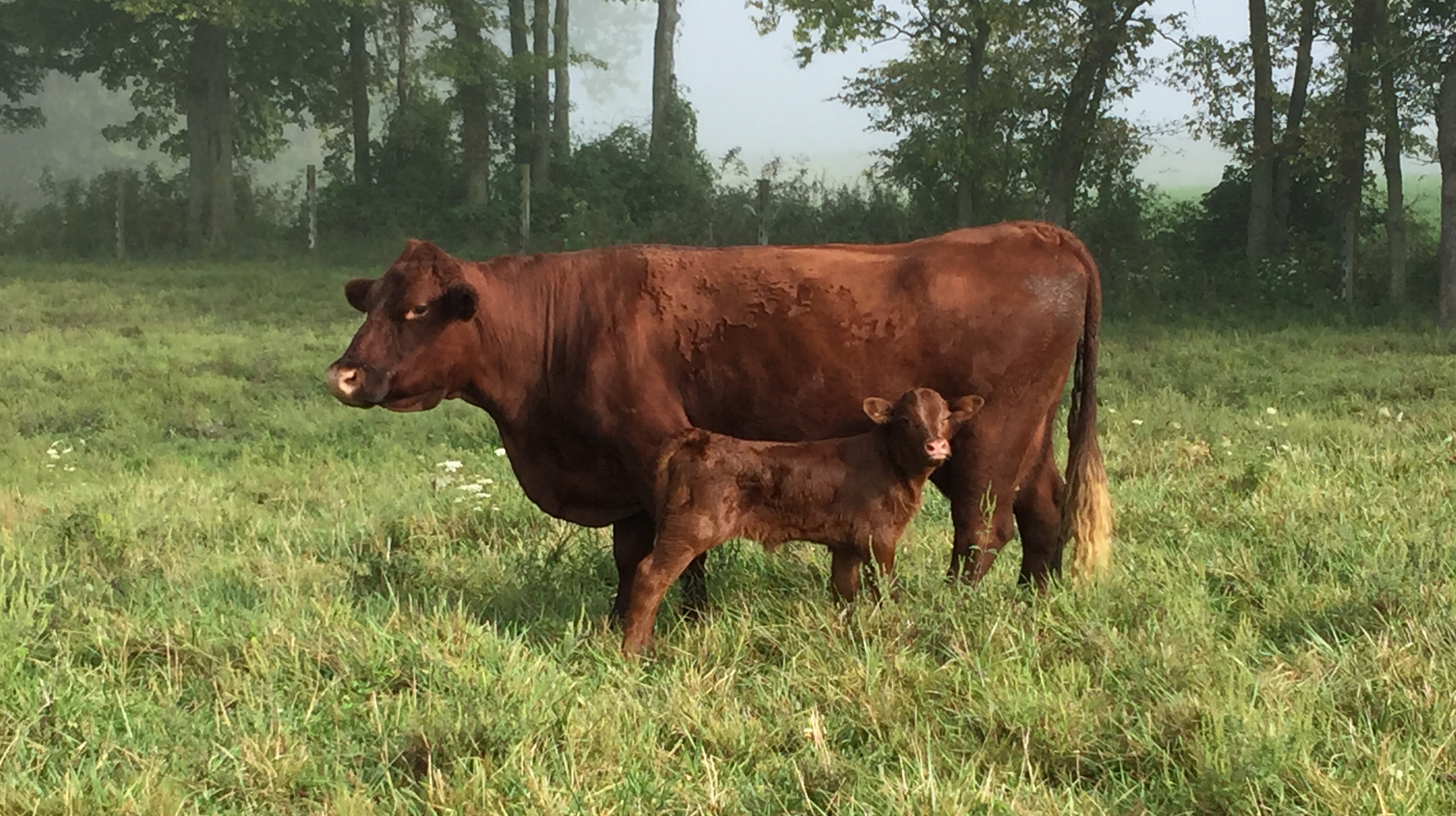 Red Devon Cattle