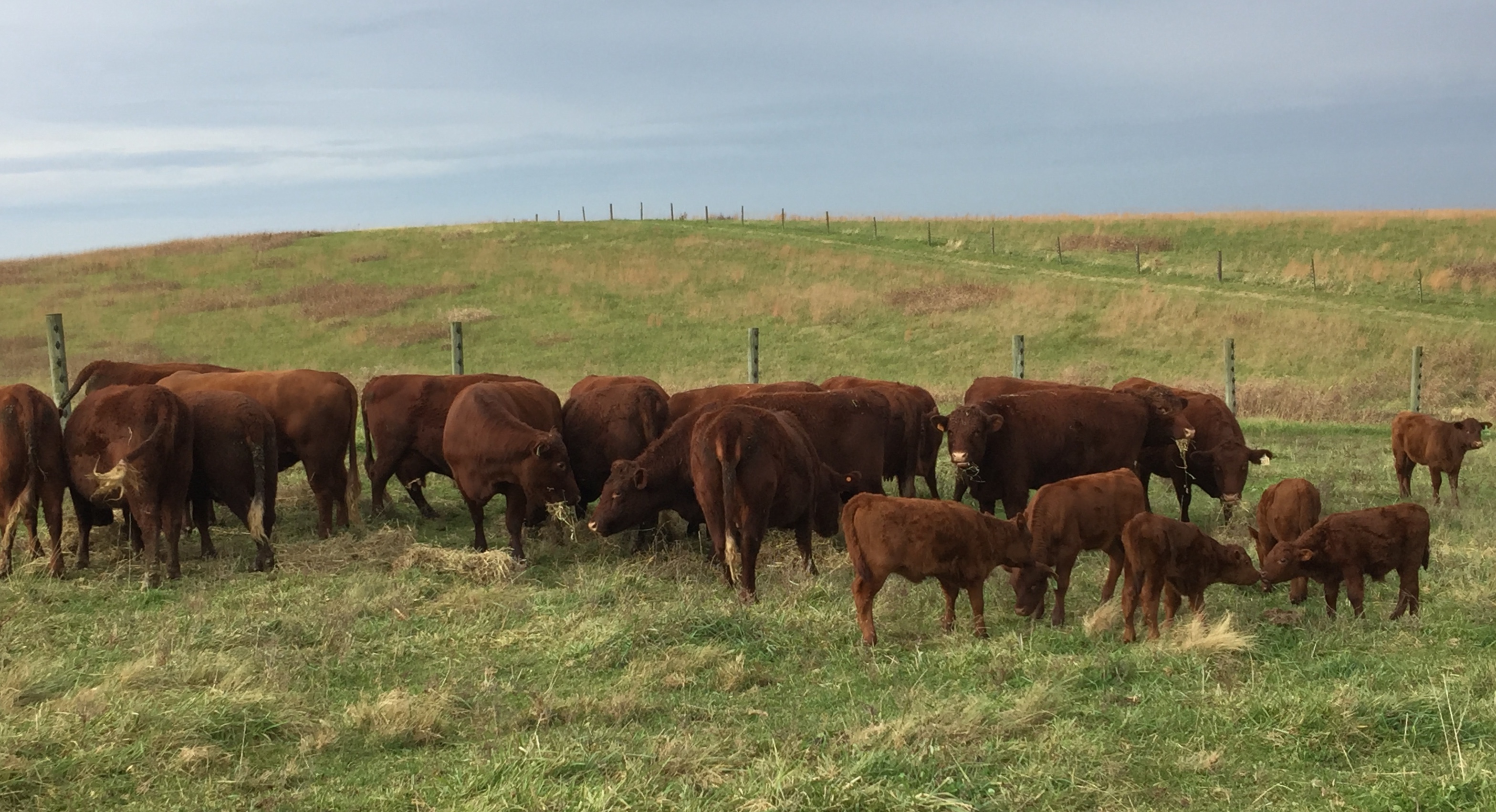 Red Devon Cattle