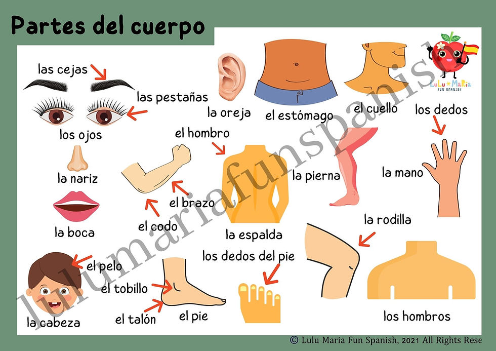 Body Parts - Partes del Cuerpo - Poster | Mysite 1
