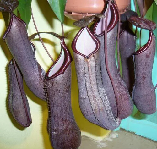 Nepenthes 'Rebecca soper' Med | Aquatic Plants SA