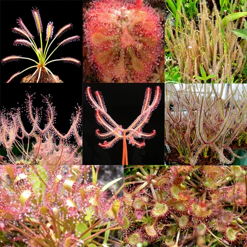 Drosera 101: Because Ordinary Plants Don’t Eat Insects 😎 | Aquatic ...