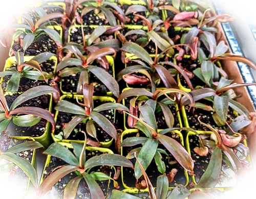 Nepenthes 'Rebecca soper' small/Med | Aquatic Plants SA