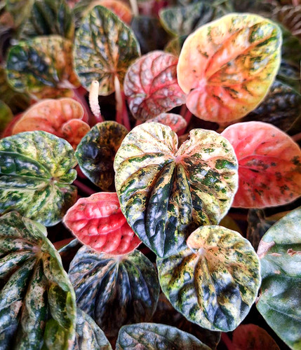 Peperomia caperata Red variegated- Med plug | Aquatic Plants SA