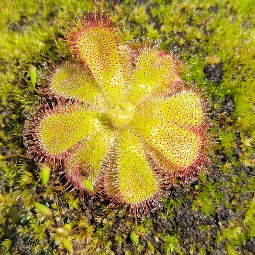 Drosera Cuneifolia | Aquatic Plants SA
