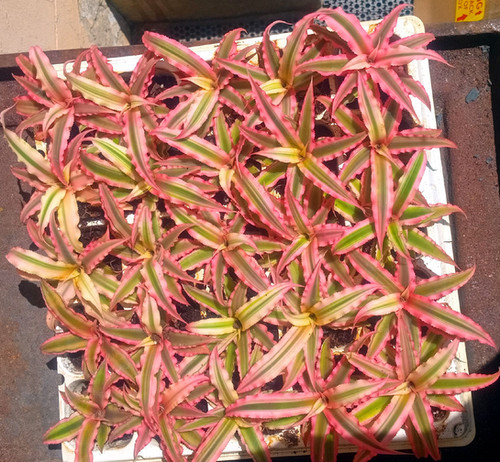 Mini terrarium Bromiliad - "PINK STARLIGHT" pup - Cryptanthus sp ...