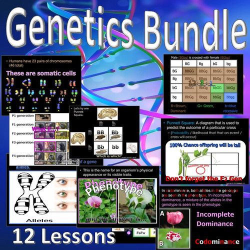 DNA and Genetics Unit Part 5: Genetics | www.slidespark.net