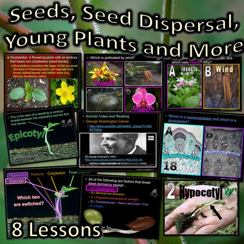 Botany Unit Part 2: Non-Vascular Plants | www.slidespark.net