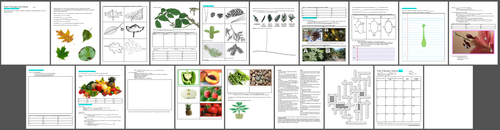 Botany Unit Part 5: Leaf Identification, Plant Life Cycles, Flowers ...