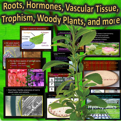 Botany Unit Part 4: Roots, Plant Tissues, Hormones, Tropisms, Lear ...