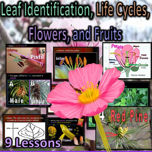 Botany Unit Part 5: Leaf Identification, Plant Life Cycles, Flowers ...