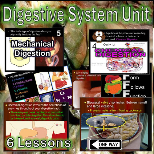Human Body Systems Part 5 Digestive System Unit | www.slidespark.net