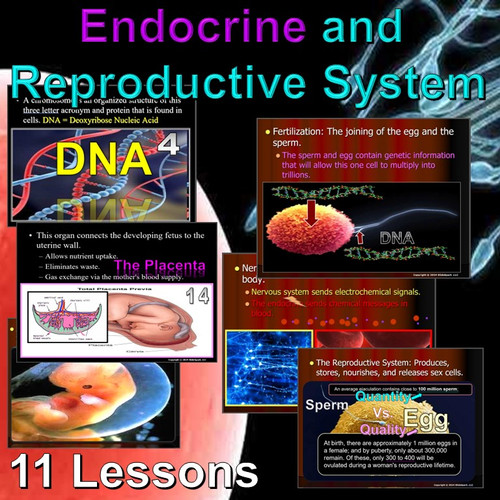 Human Body Systems Part 10 Endocrine and Reproductive Unit | www ...