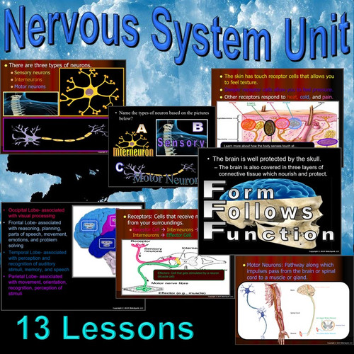 Human Body Systems Part 9 Nervous System Unit | www.slidespark.net