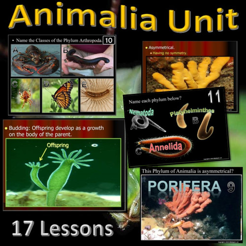 Taxonomy and Classification Unit Part 4: Kingdom Animalia, Phyla ...