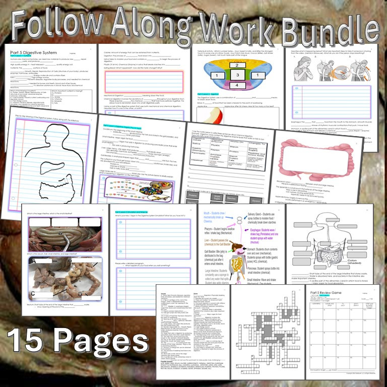 Human Body Systems Part 5 Digestive System Unit | www.slidespark.net