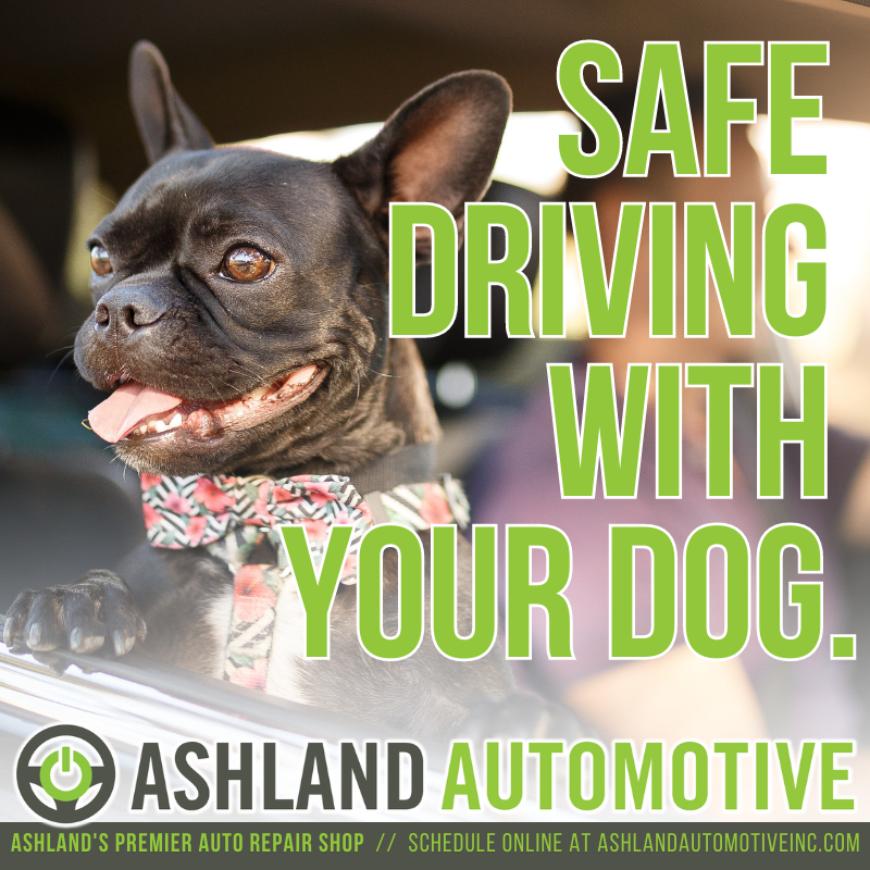 Safe Driving with Your Dog