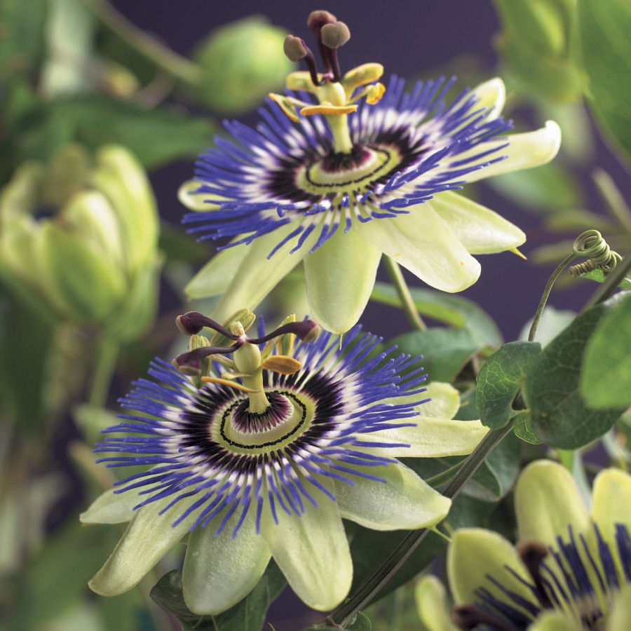 Mijn 5 favorieten bloeiende klimplanten