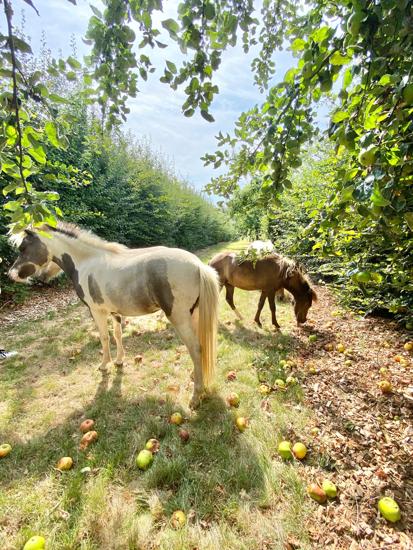 Evenementenlocatie | Ferme Koer | Lubbeek