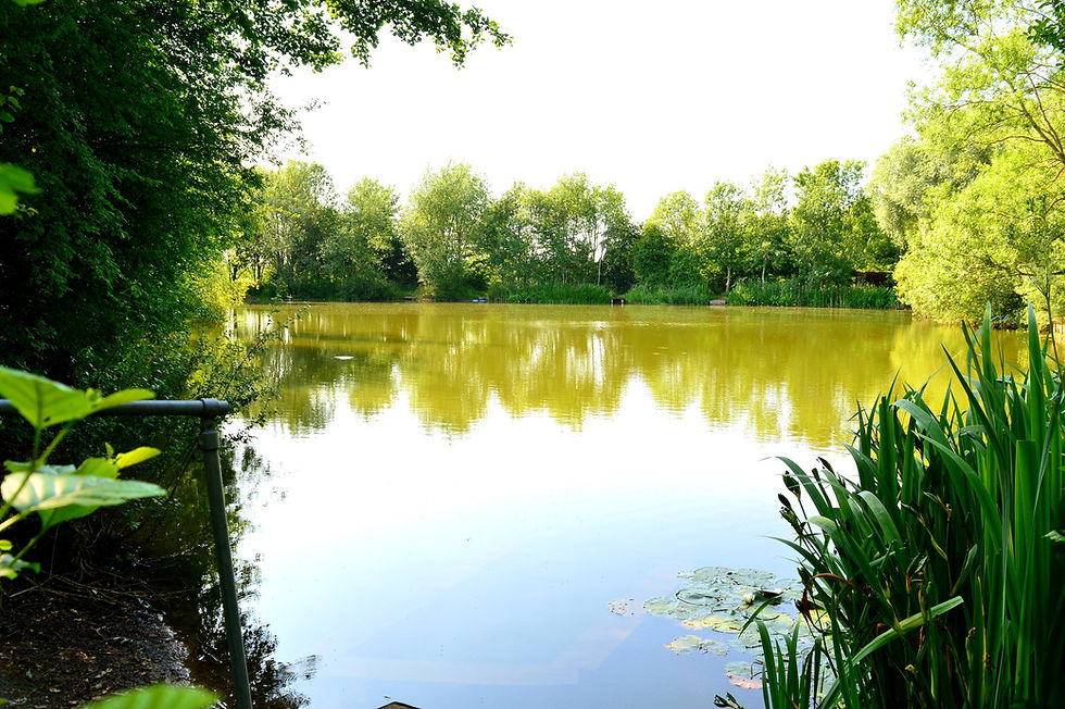 BOOK FISHING | Purple Badger