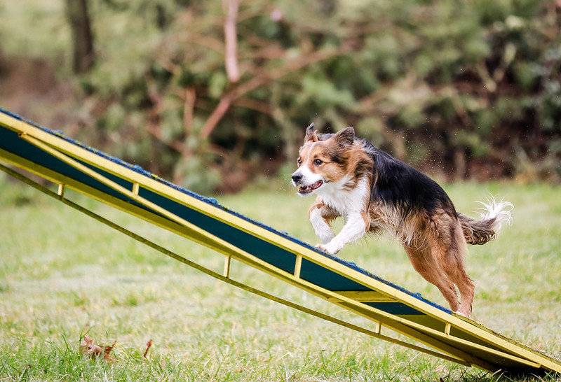 Home | Bend Agility Action Dogs | Bend, OR