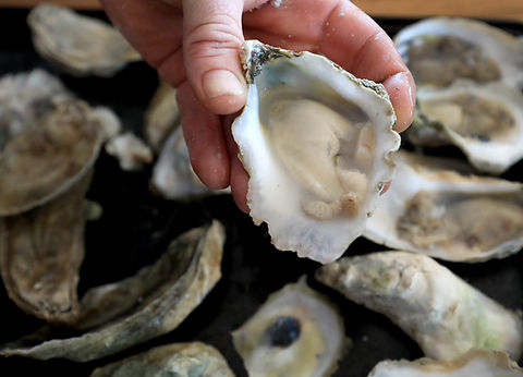 how to make oysters grow pearls