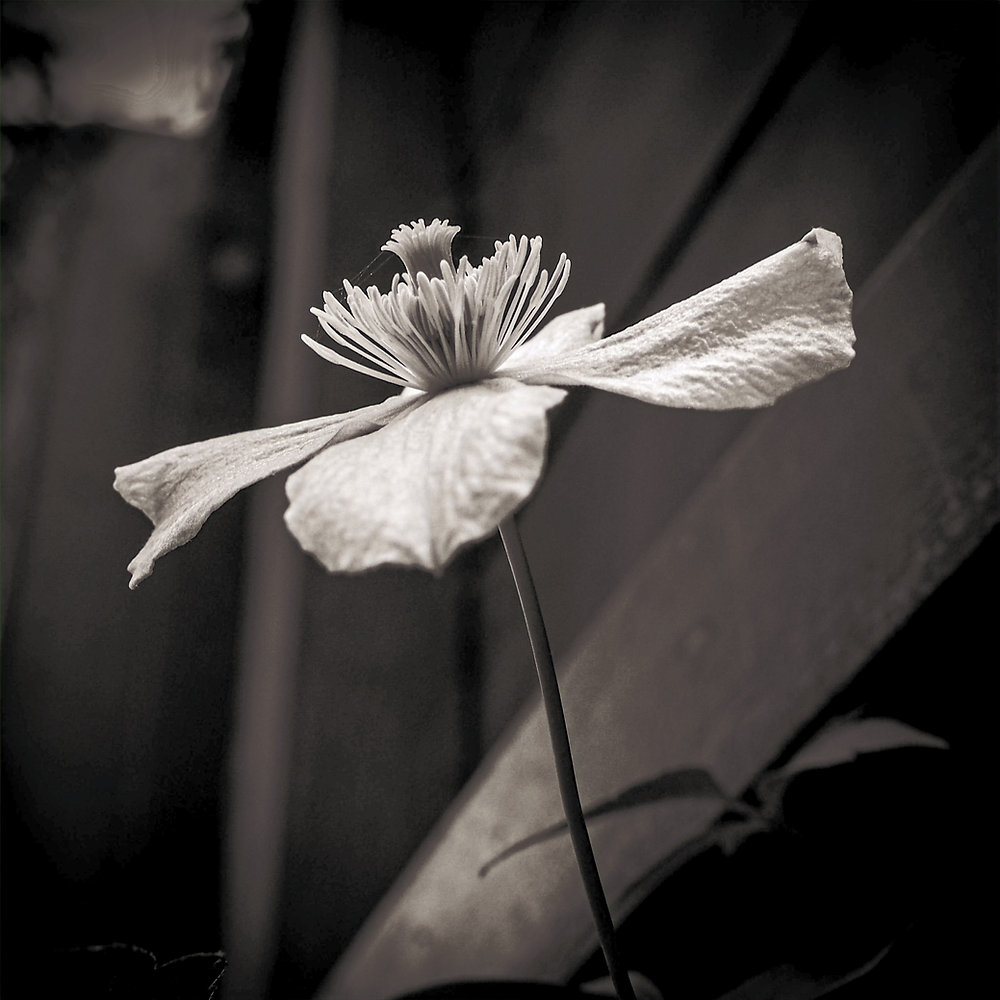 How a YouTube Video Enhanced My Comprehension of Expressive Photography