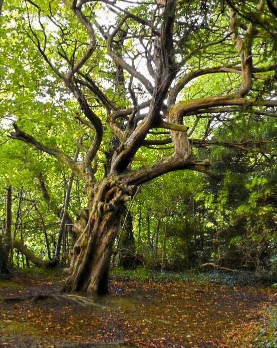 7 Good Reasons to Try Woodland Photography