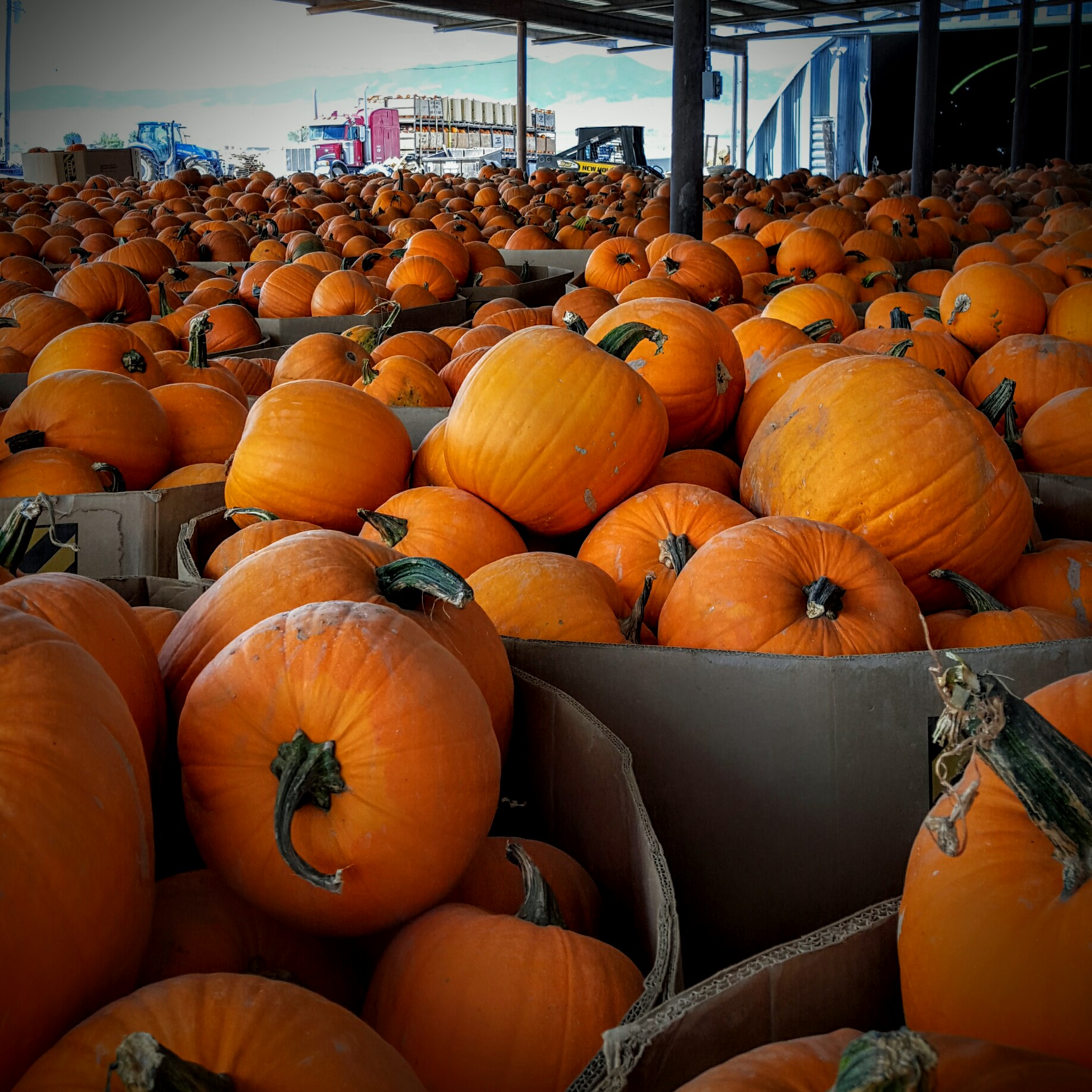 beckfamilyfarms | Wild Pumpkin Adventure