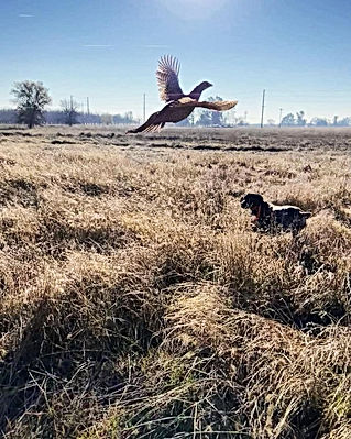 Pheasant Hunts - Chukar Hunts | Lincoln California | Garcia's Hunting ...