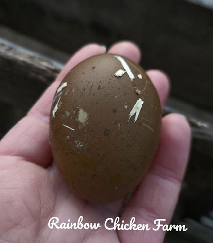 Mocha Olive Egger Hatching Eggs | Rainbow Chicken Farm