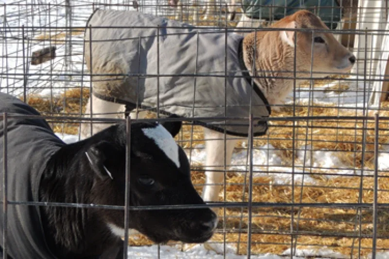 Keeping Pre-weaned Dairy Calves Healthy and Growing in Cold Weather