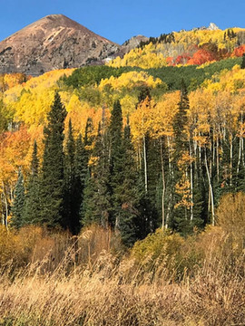 Home | Colorado Kernels Wholesale