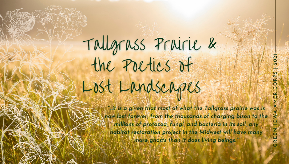 Tallgrass Prairie & the Poetics of Lost Landscapes