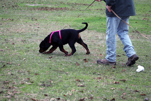 Tracking Audit | Northstar Rottweiler