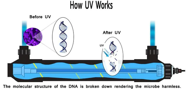 Everything You Need to Know About Ultra Violet (UV) Sanitation