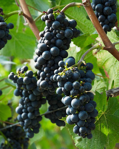 Pinot Noir (Red & Sparkling Clones) | The Vinehouse UK